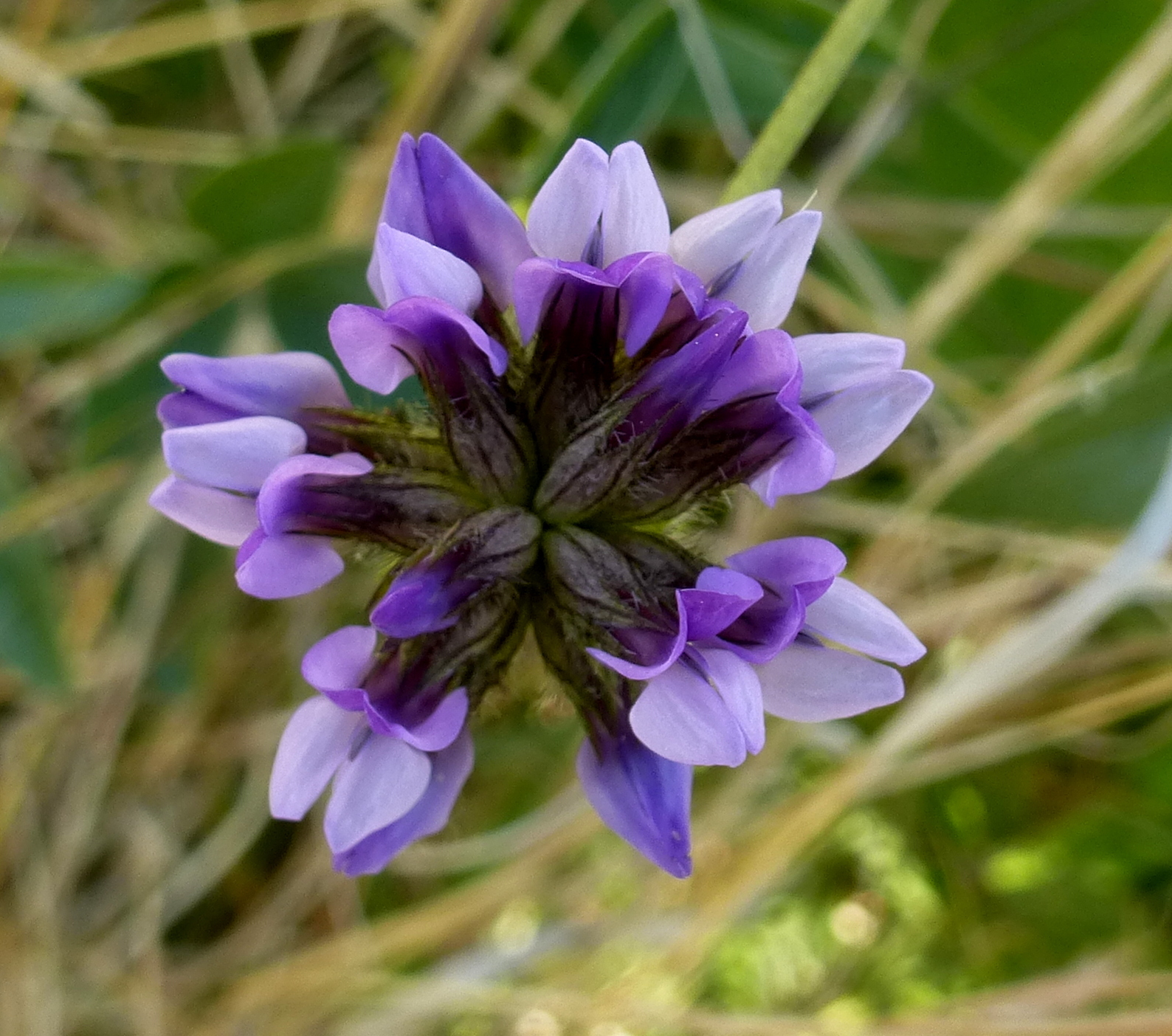 Bituminaria bituminosa - Υμηττός