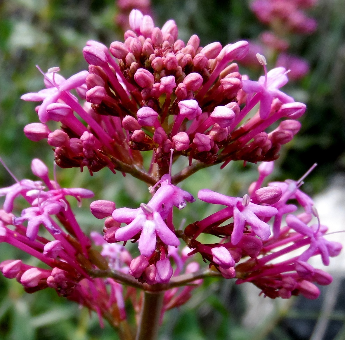 centranthus-ruber - Υμηττός