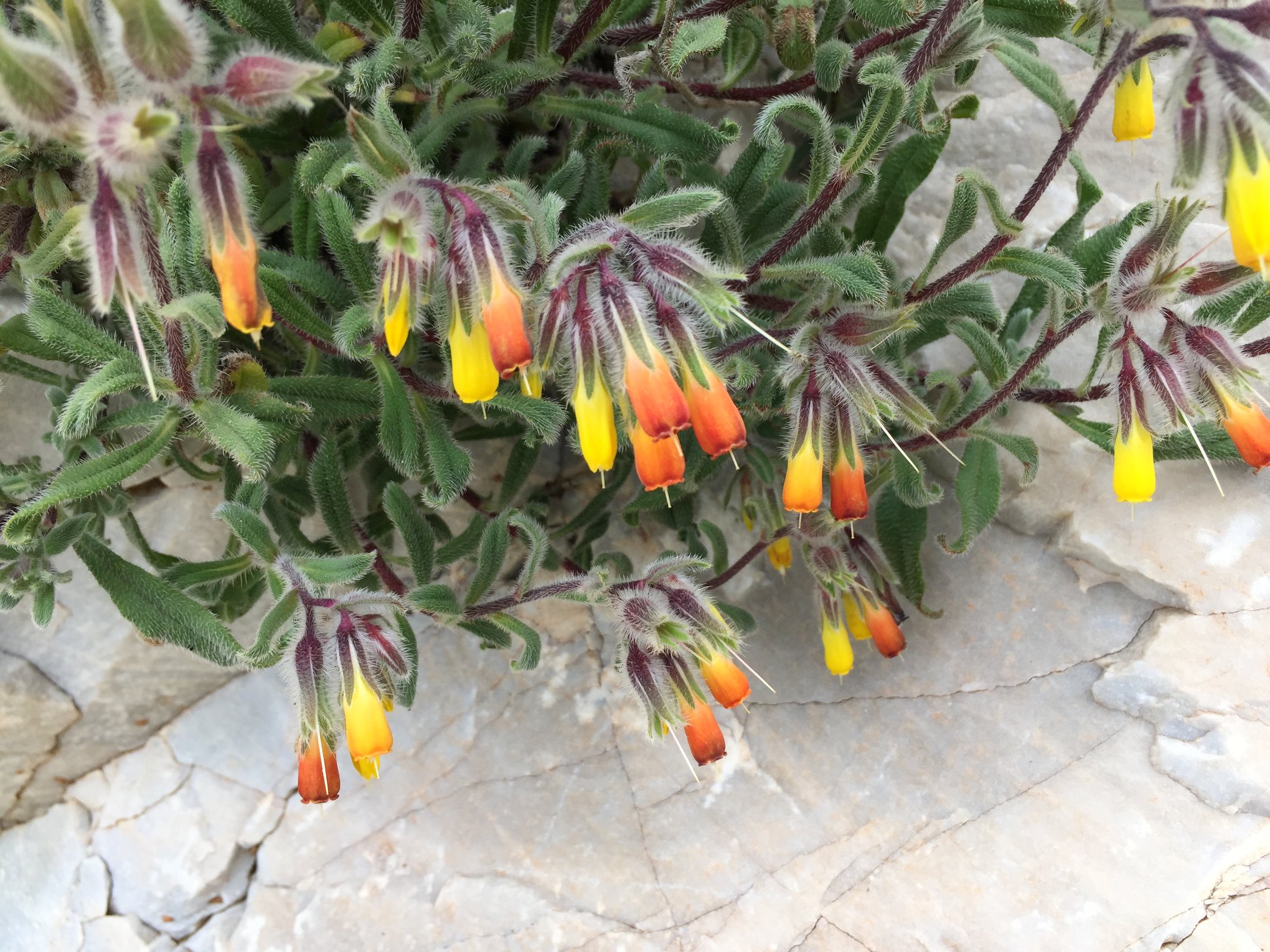 Onosma frutescens - Mount Hymettos