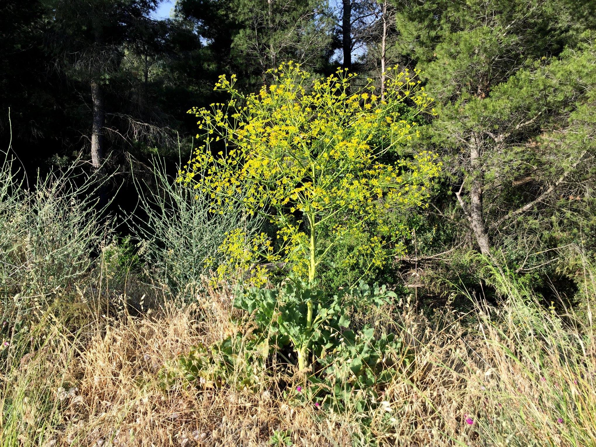Opopanax hispidus - Mount Hymettos